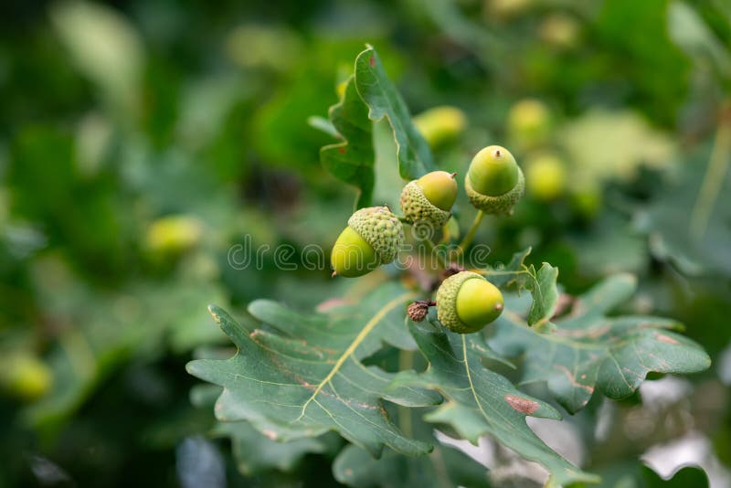 Close Up of Acorns on Oak Tree Stock Photo - Image of hardwood, concept ...