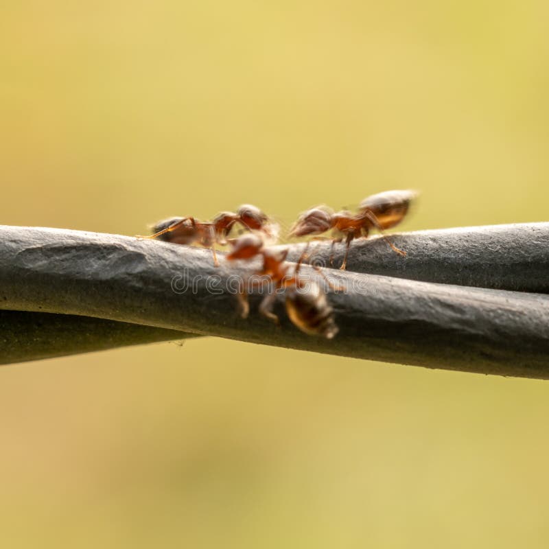 Close Up of Active Ants stock photo. Image of crawly - 205295754