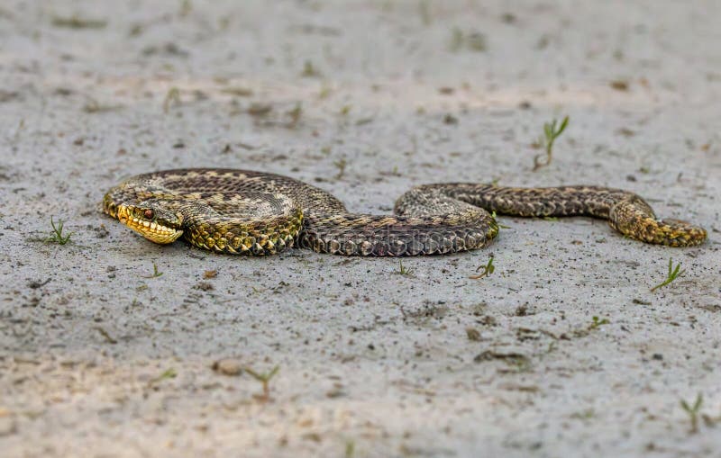 Close Up of an Adder, Vipera Berus, in Attack Position on a Light Sandy ...