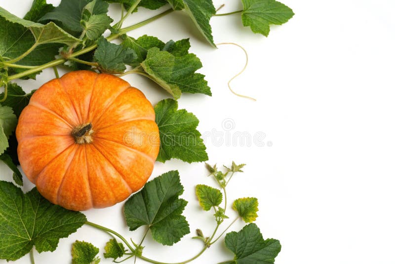 Fresh Pumpkin with Green Leaves Isolated on White Background - View ...