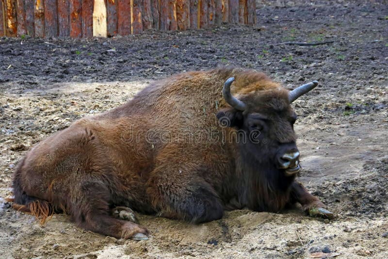 Close-up of an Adult Bison Lying on the Ground and Chewing Stock Photo ...