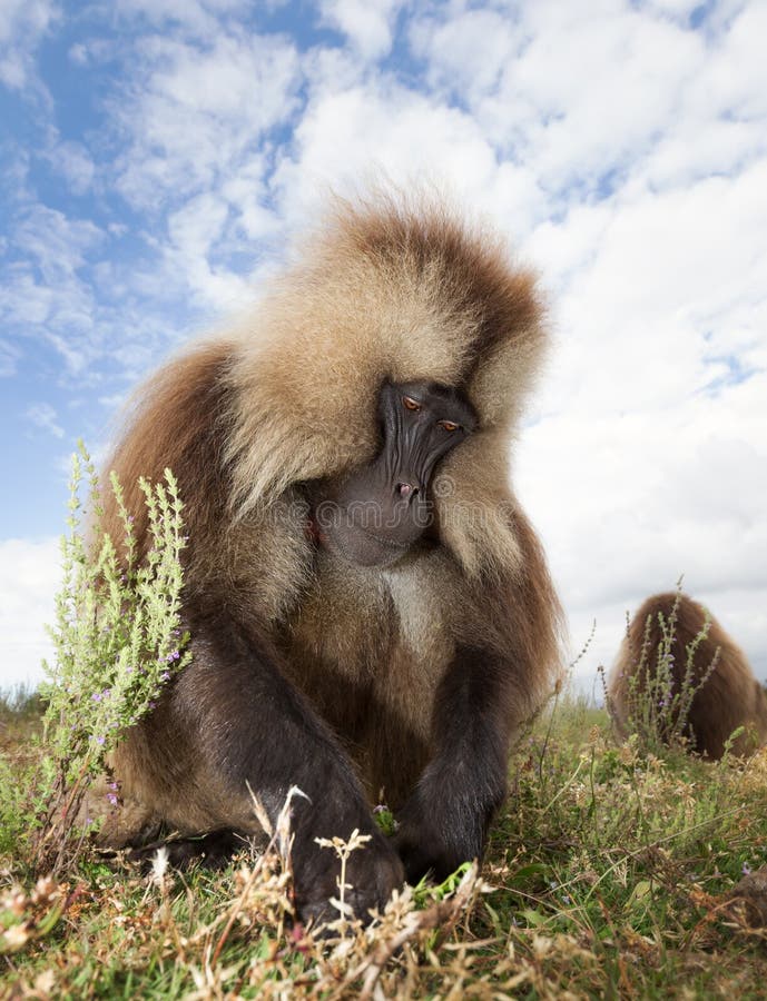 Close Up of an Adult Gelada Monkey Eating Grass Stock Photo - Image of ...