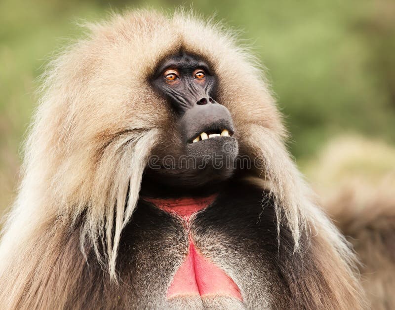 Close Up of an Adult Gelada Monkey Eating Grass Stock Photo - Image of ...