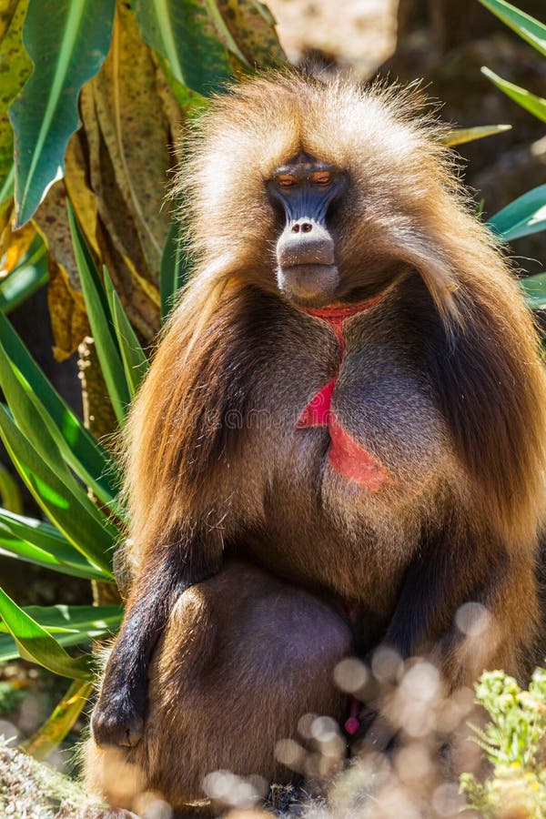 Close Up of an Adult Gelada Monkey Theropithecus Gelada - Simien ...