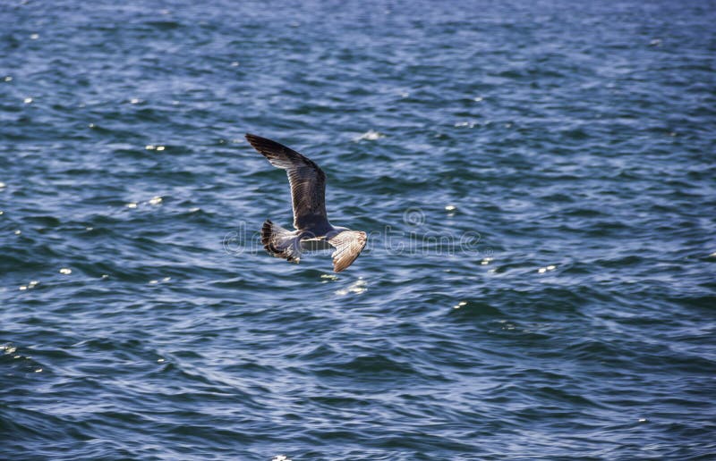 Flying gull stock photo. Image of animal, freedom, feather - 99771542