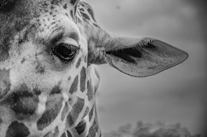 Close-up of an Adult Male Giraffe Looking Forward with a Calm ...