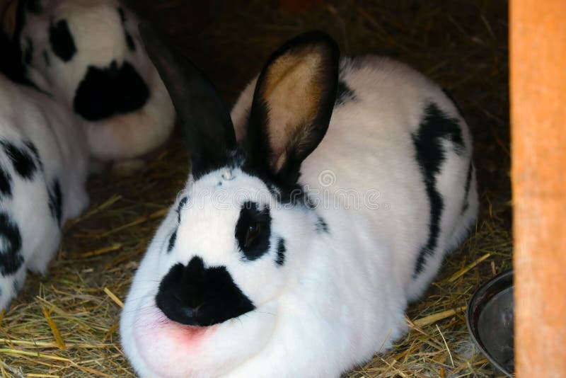 Close-up of an Adult Rabbit in a Cage Stock Image - Image of colorful ...