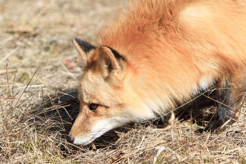 Adult Red Fox stock photo. Image of alone, yellowstone - 18008028