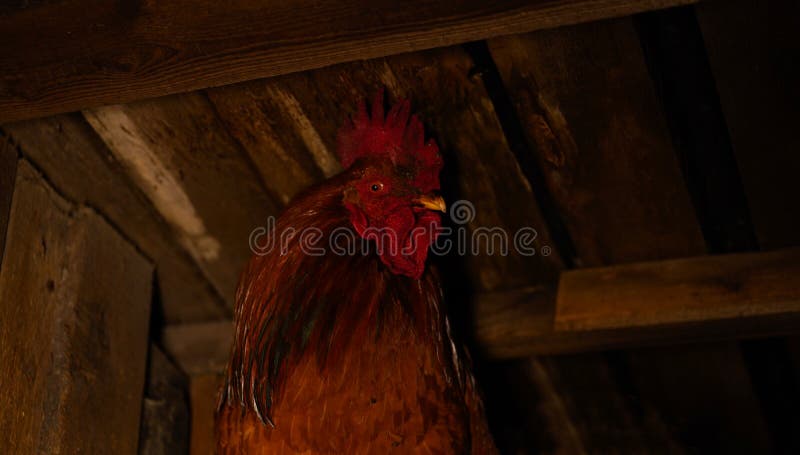 Close Up of Adult Rooster in Coop at Night Stock Image - Image of ...