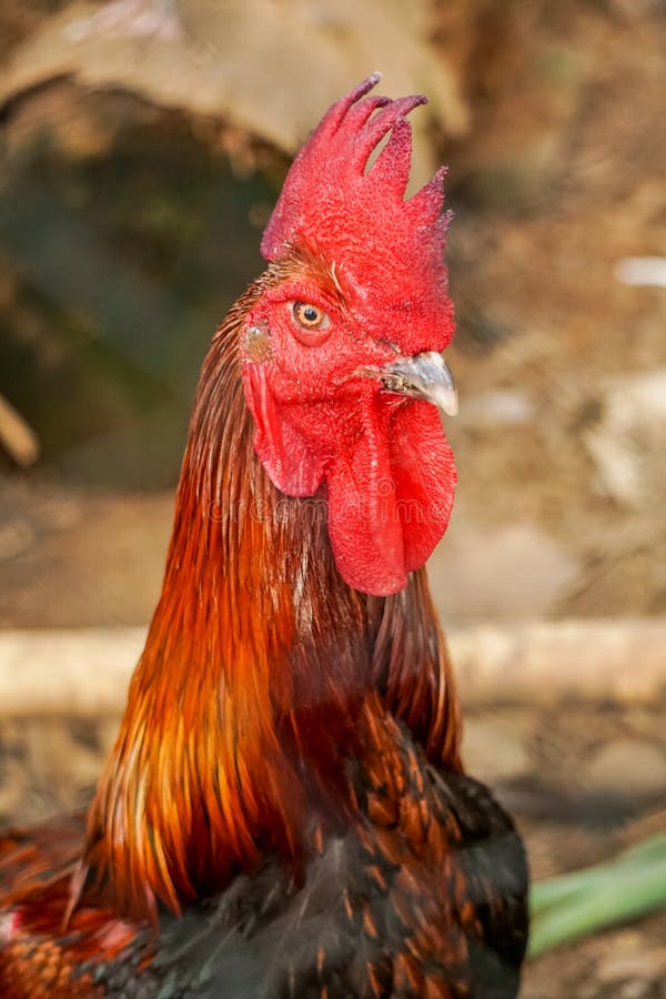 Close-up of Adult Rooster Head with Comb Stock Photo - Image of fowl ...