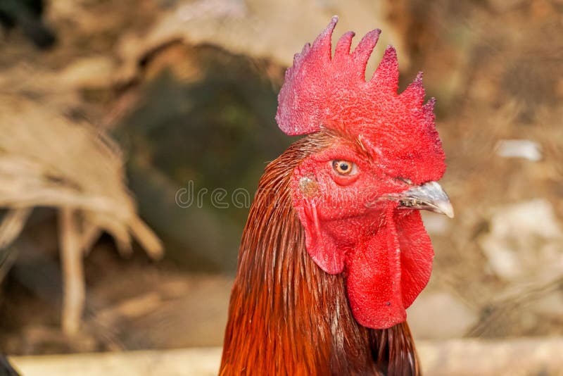 Close-up of Adult Rooster Head with Comb Stock Image - Image of goose ...