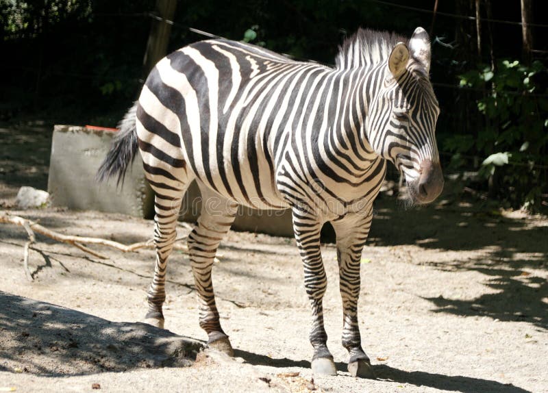 Close Up of an Adult Zebra Standing on the Ground Stock Image - Image ...
