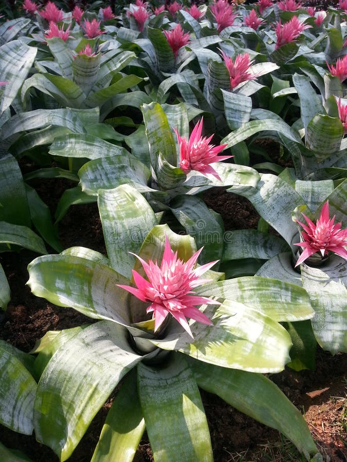 911 Bromeliad Aechmea Fasciata Garden Stock Photos - Free & Royalty ...