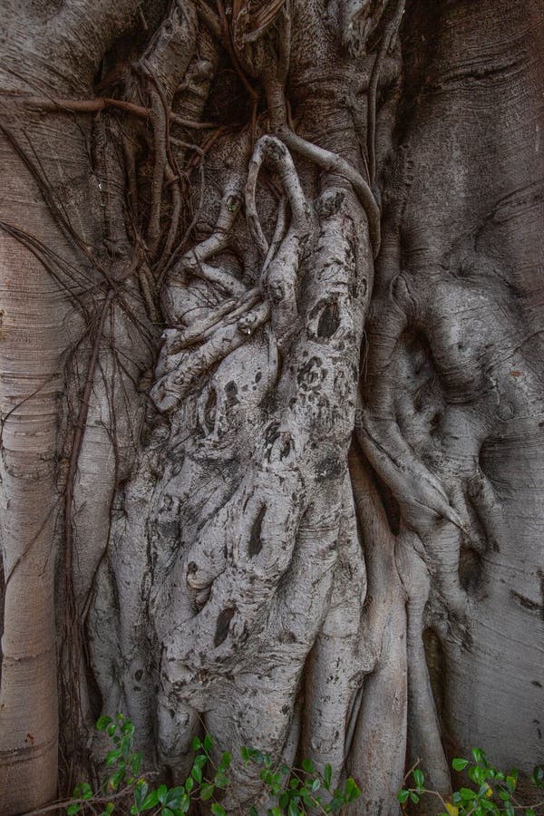 Close Up of Aerial Roots of Large Tree Stock Photo - Image of texture ...