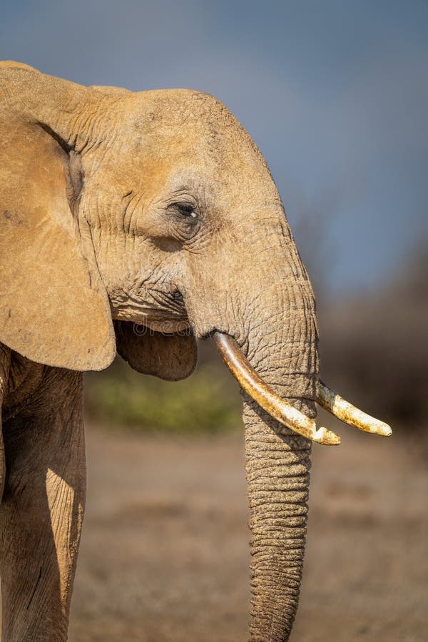 Close-up of African Bush Elephant Eyeing Camera Stock Image - Image of ...