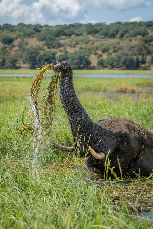 Close-up of African Bush Elephant Raising Grass Stock Image - Image of ...