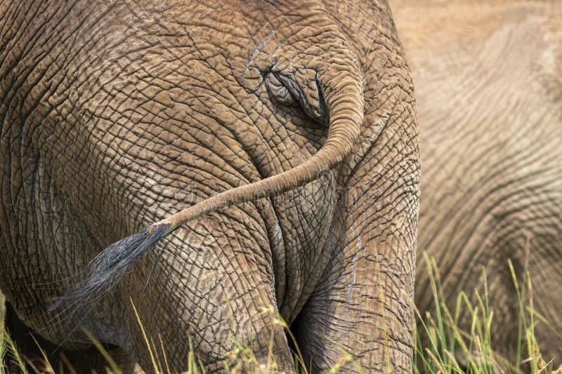 Close-up of African Bush Elephant Swishing Tail Stock Image - Image of ...