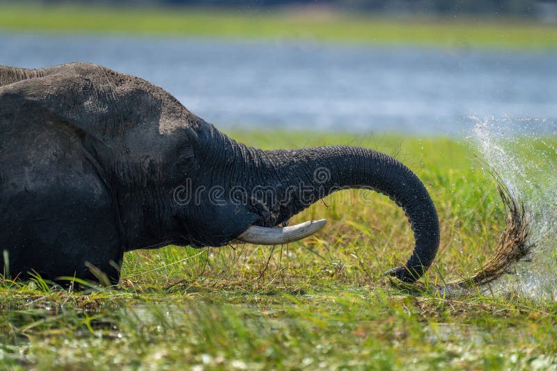 Close-up of African Bush Elephant Washing Grass Stock Photo - Image of ...