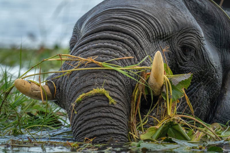 Close-up of African Elephant Tangled in Grass Stock Image - Image of ...