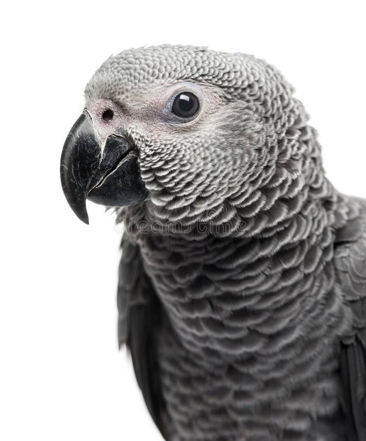 Close-up of a African Grey Parrot (3 Months Old) Isolated on Whi Stock ...