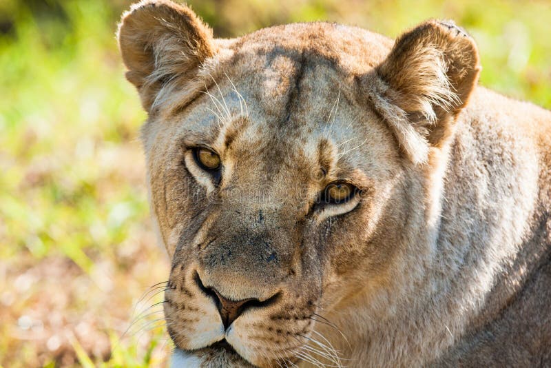 Close up african lion look stock image. Image of king - 74779495