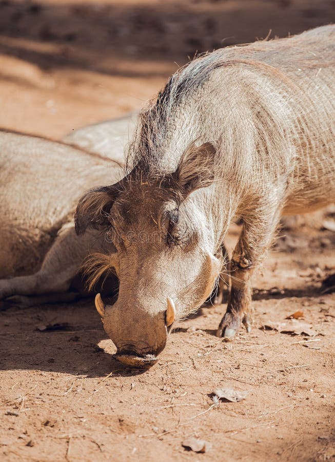 African Warthogs stock photo. Image of beautiful, africa - 2060286