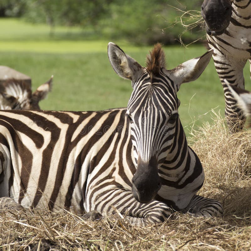 Zebra Sleeping on the Field Stock Image - Image of horse, tourism: 43906085
