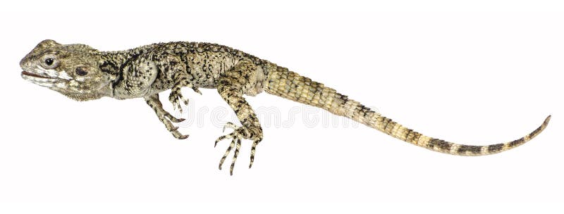 Close up of Agama stock image. Image of laudakia, stellio - 83475885