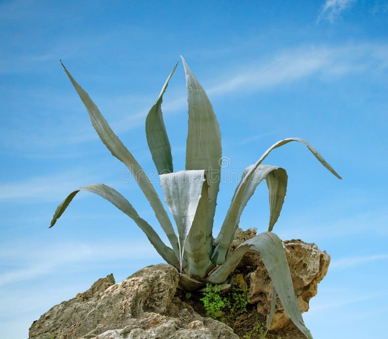 Agave in the Rock Background. Stock Photo - Image of flowers, agave ...