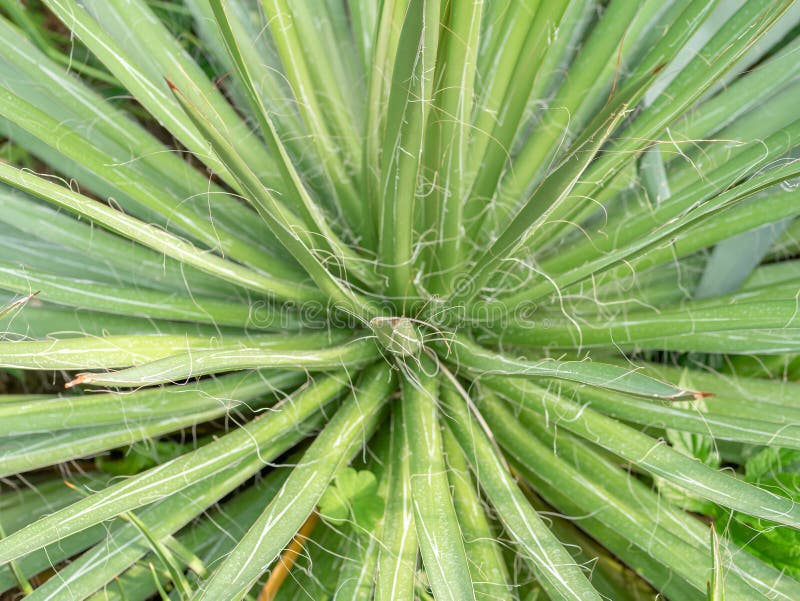 Close Up with Agave Filifera, the Thread Agave Plant Foliage Stock ...