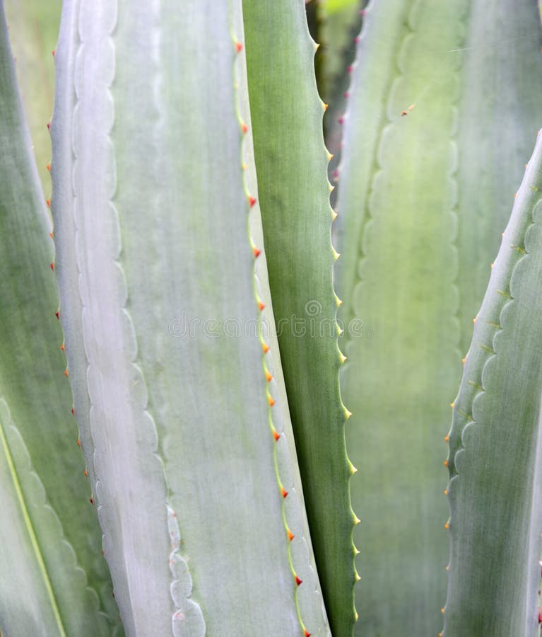 Close up of agave plant stock photo. Image of bloom, closeup - 76349928