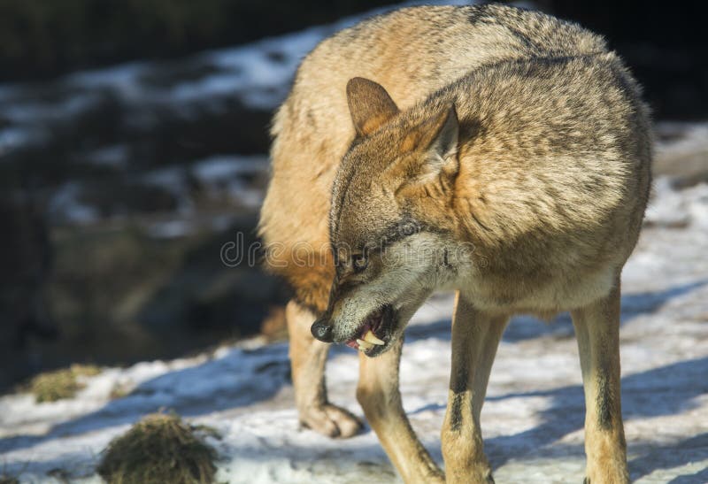 Aggressive Wolf stock image. Image of wolf, gray, aggression - 11779029