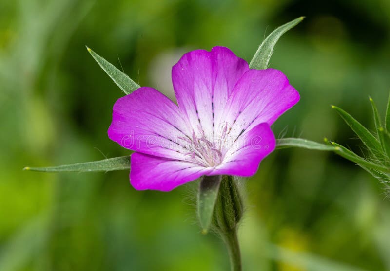 Close Up of an Agrostemma Githago the Common Corn-cockle Blossom Stock ...