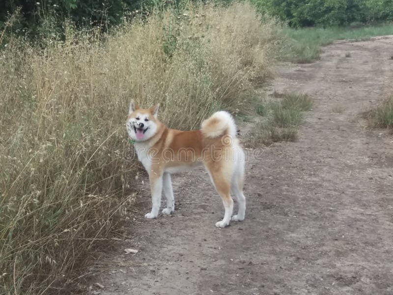 Close-up of Akita Inu, 1 Year Old Stock Photo - Image of carnivore ...