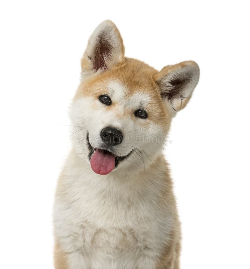 Close-up of Akita Inu, 1 Year Old Stock Photo - Image of carnivore ...