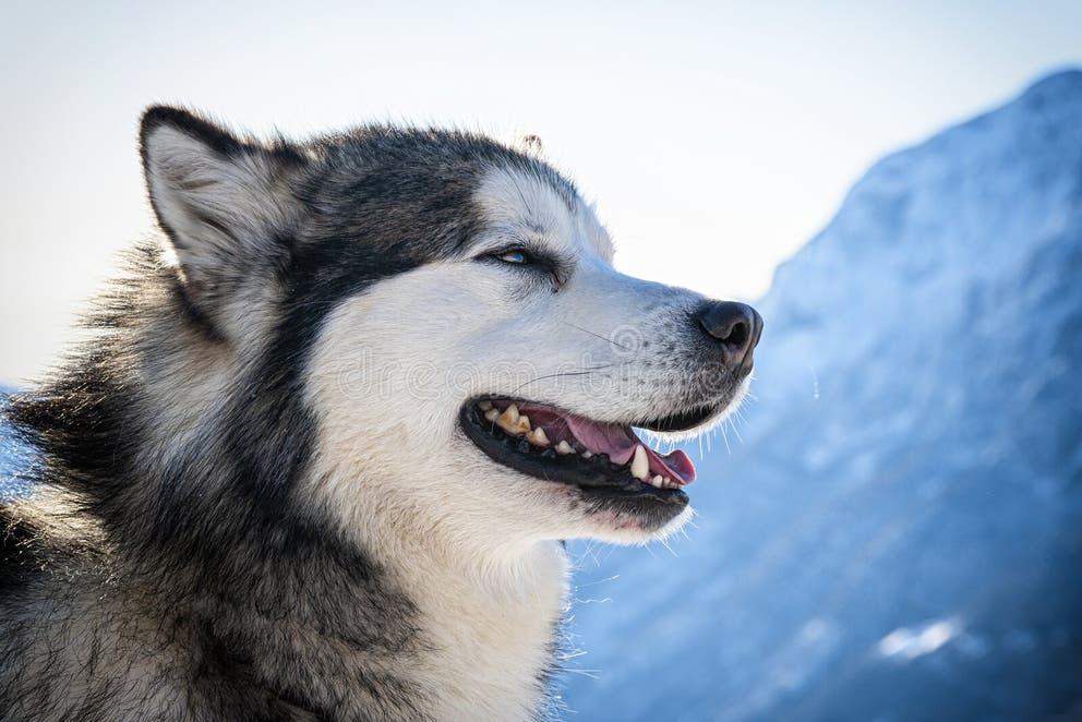Close-up of an Alaskan Malamute Stock Image - Image of head, friend ...