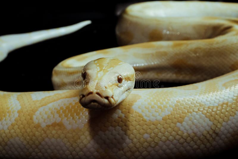 Close Up of a Albine Yellow Phyton Stock Photo - Image of food, cuisine ...