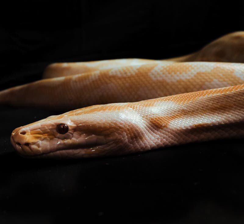 Close Up of a Albine Yellow Phyton Stock Image - Image of food, snake ...