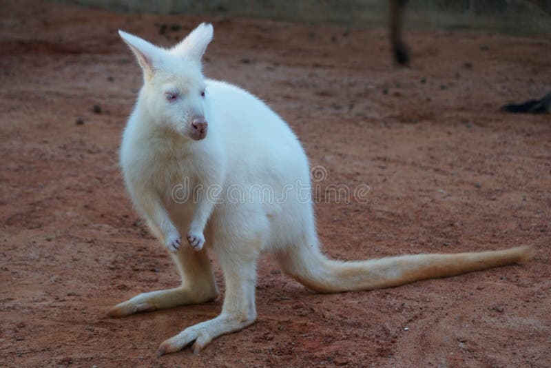 Albino Kangaroo