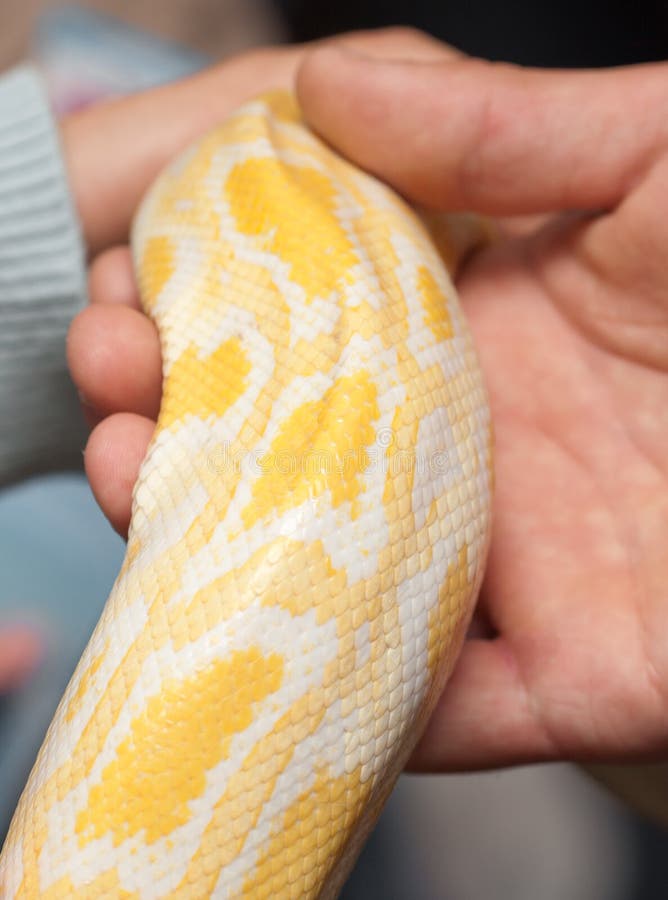 Close up of albino python stock photo. Image of hands - 27856620