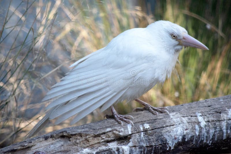 This is a Close Up of an Albino Raven Stock Photo - Image of wildlife ...