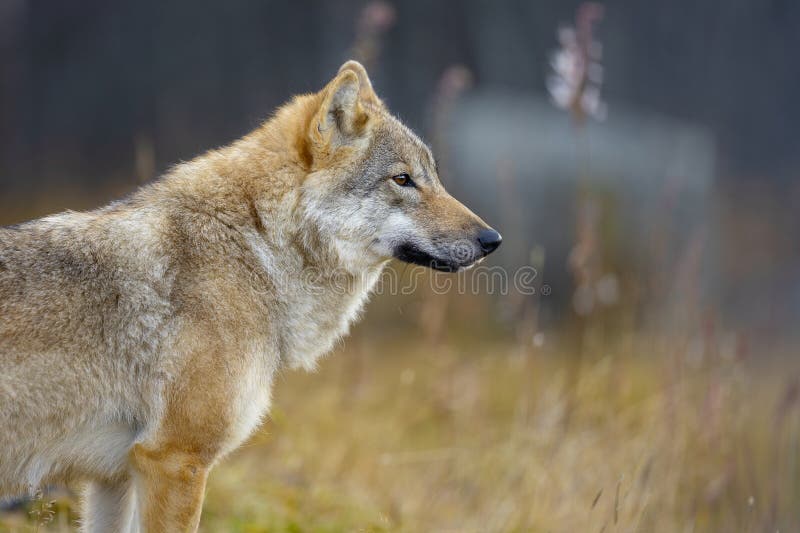 Close-up of Alert Female Grey Wolf Standing in the Forest Stock Image ...