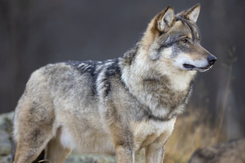 Close-up of Alert Male Grey Wolf Standing on a Rock in the Forest Stock ...