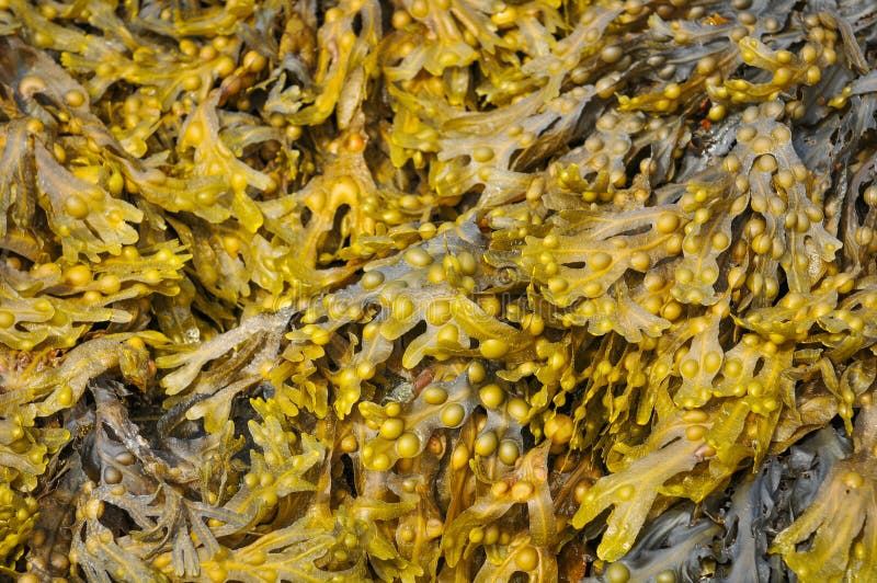 Algae Close Up On Water Stream With Bubbles Forming An Abstract Texture ...