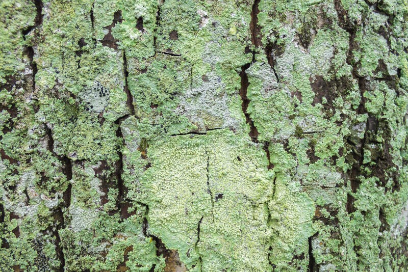 Tree Algae stock image. Image of wilderness, tree, texture - 29802349 Tree Algae stock image. Image of wilderness, tree, texture - 29802349