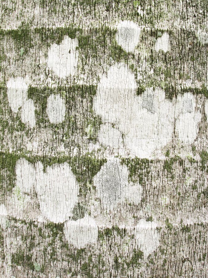 Close-up of Algae, Moss and Lichen Growing on Tree Trunk Stock Photo ... Close-up of Algae, Moss and Lichen Growing on Tree Trunk Stock Photo ...