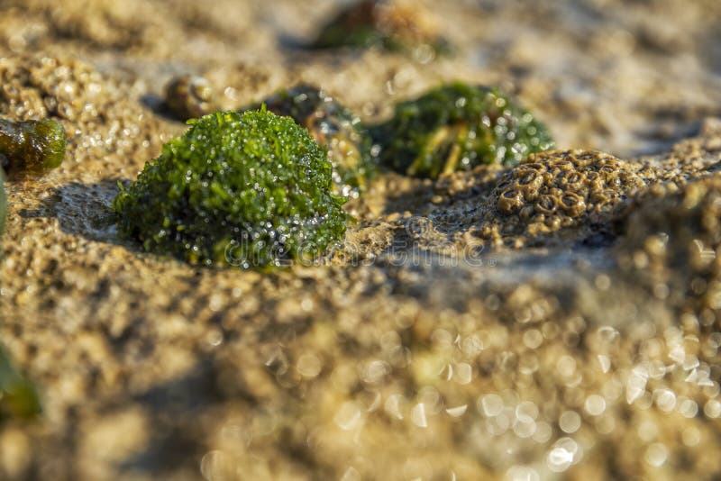 Close Up of Algae on Rock. Marine Life Stock Image - Image of life ...