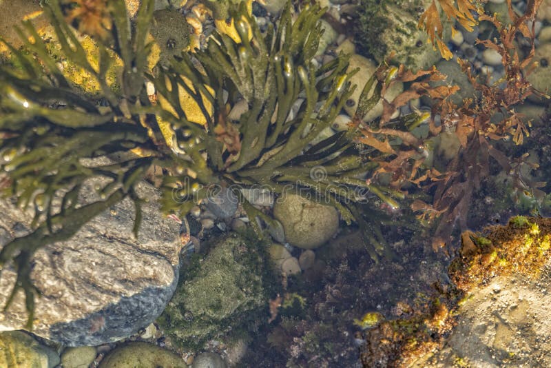 Close Up of Algae on Rock. Marine Life Stock Photo - Image of anemone ...