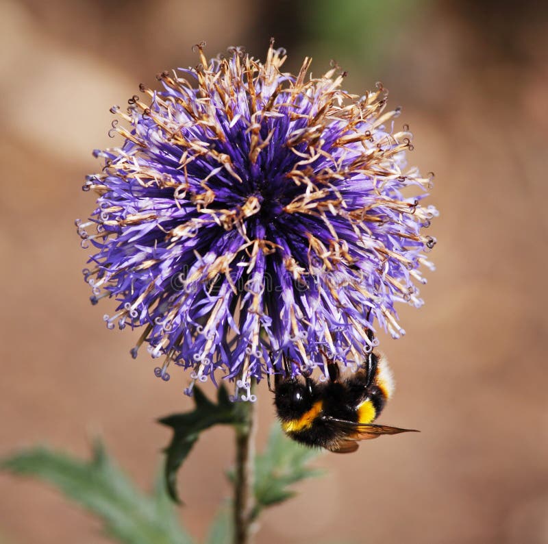 Close Up of an Alium Flower Stock Image - Image of stem, plant: 15392495