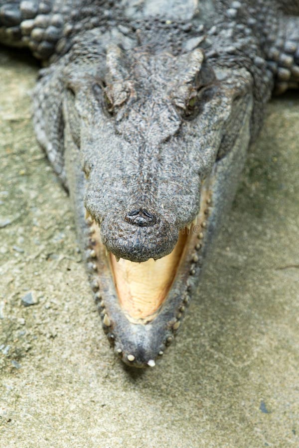 Alligator stock image. Image of animal, alligator, nature - 264743567